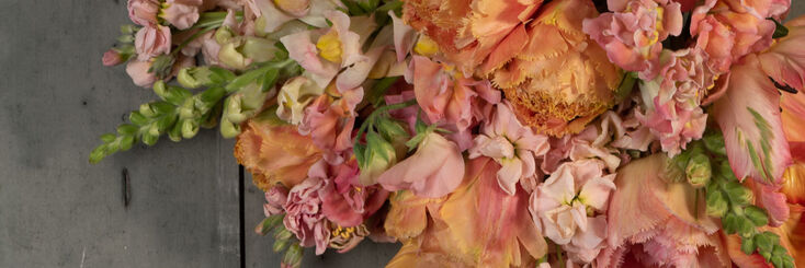 Flower Varieties in Shades of Peach | Johnny's Selected Seeds