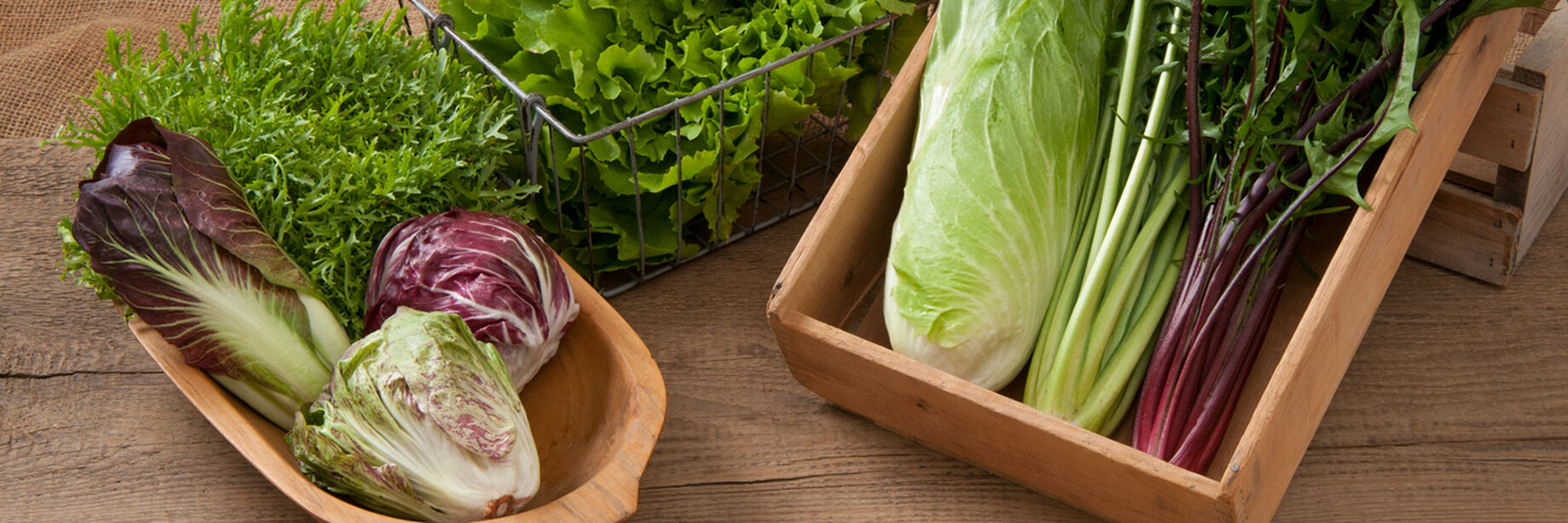 Chicory Seeds - Organic Varieties | Johnny's Selected Seeds