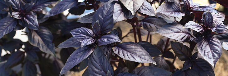 Prospera® DMR Basil Seeds | Johnny's Selected Seeds