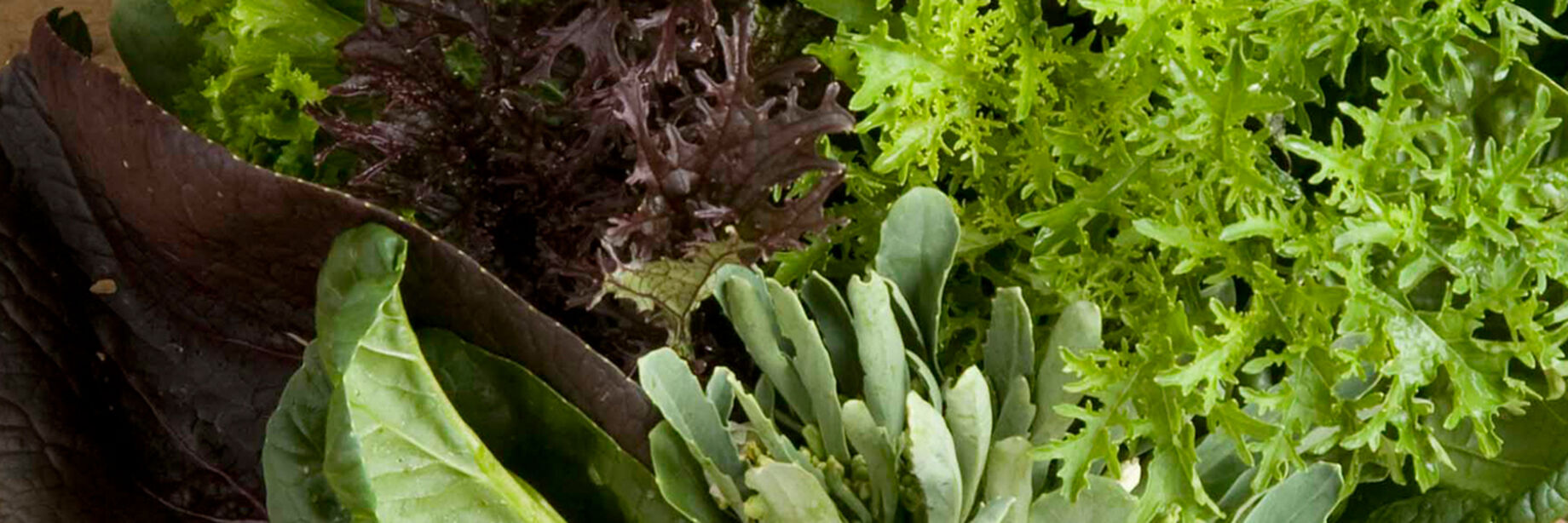 Asian Greens Seeds - Organic Varieties | Johnny's Selected Seeds