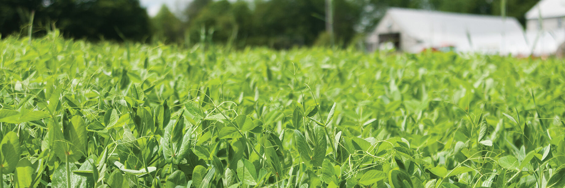 Legume Seeds - Cover Crops | Johnny's Selected Seeds