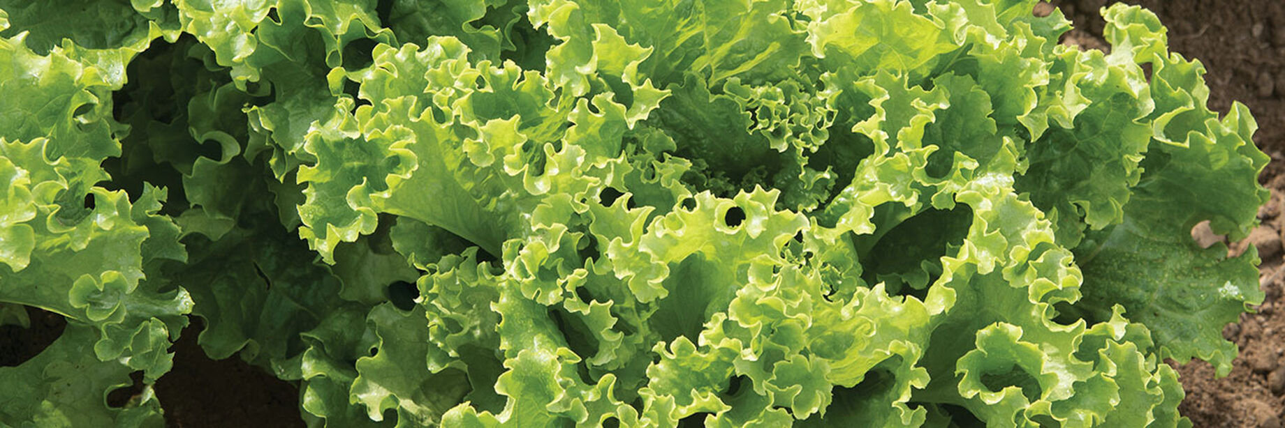 Leaf Lettuce Seeds | Johnny's Selected Seeds