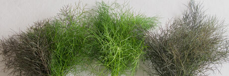 Fennel Leaf Seeds - Organic Varieties | Johnny's Selected Seeds