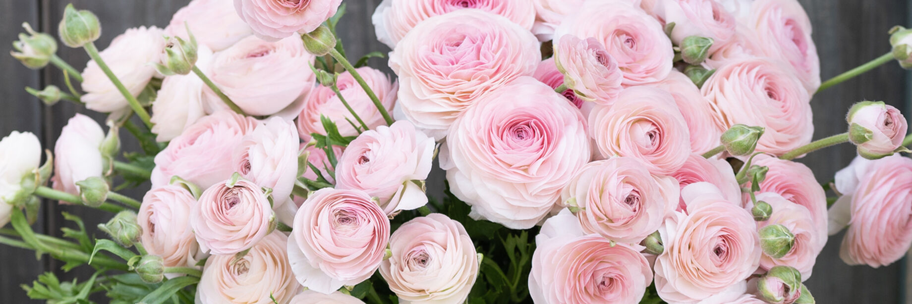 Ranunculus Corms (Ranunculus Bulbs) | Johnny's Selected Seeds