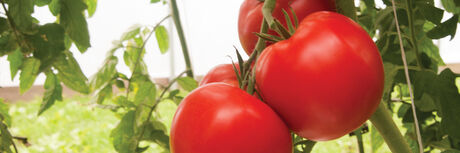 Rootstock Tomato Seeds - Organic Varieties | Johnny's Selected Seeds