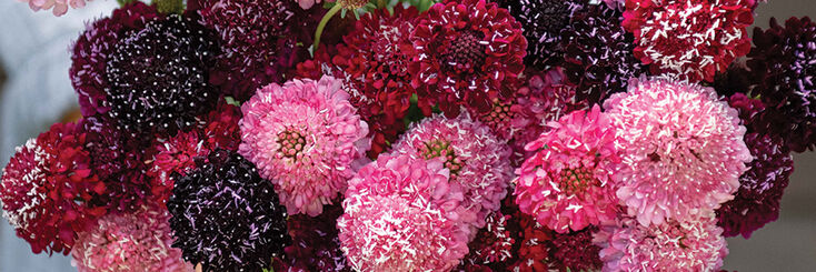 Online-Only Flower Varieties | Johnny's Selected Seeds