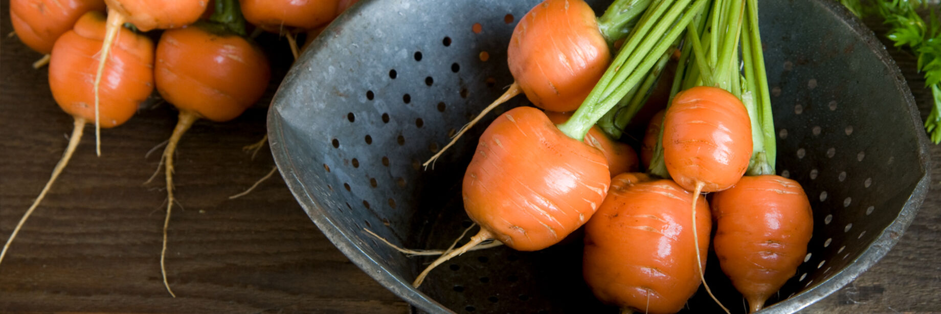 Main Crop Carrot Seeds - Organic Varieties | Johnny's Selected Seeds