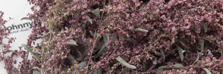 Atriplex Seeds - Organic Varieties | Johnny's Selected Seeds
