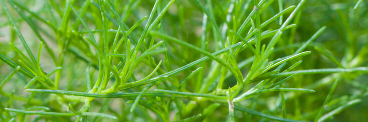 Saltwort Seeds | Johnny's Selected Seeds
