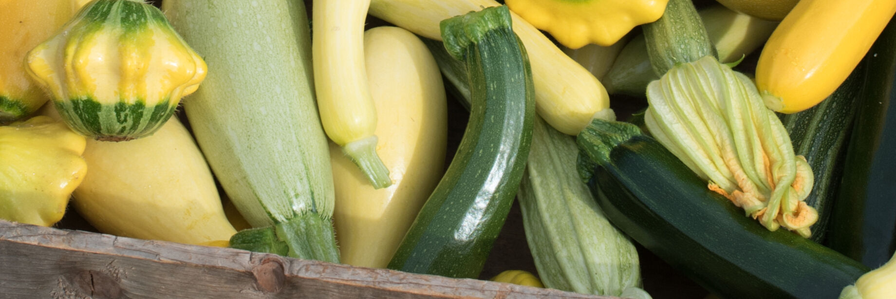 Summer Squash Seeds - Organic Varieties | Johnny's Selected Seeds