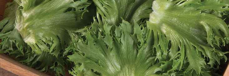CrunchLeaf Lettuce Varieties | Johnny's Selected Seeds