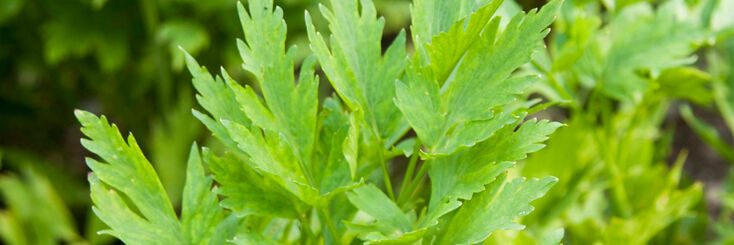 Lovage Seeds - Organic Varieties | Johnny's Selected Seeds