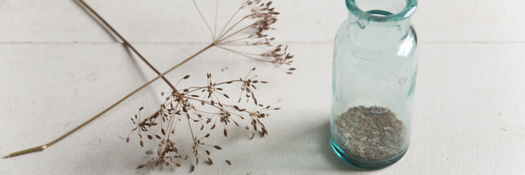 Caraway Seeds for Planting | Johnny's Selected Seeds