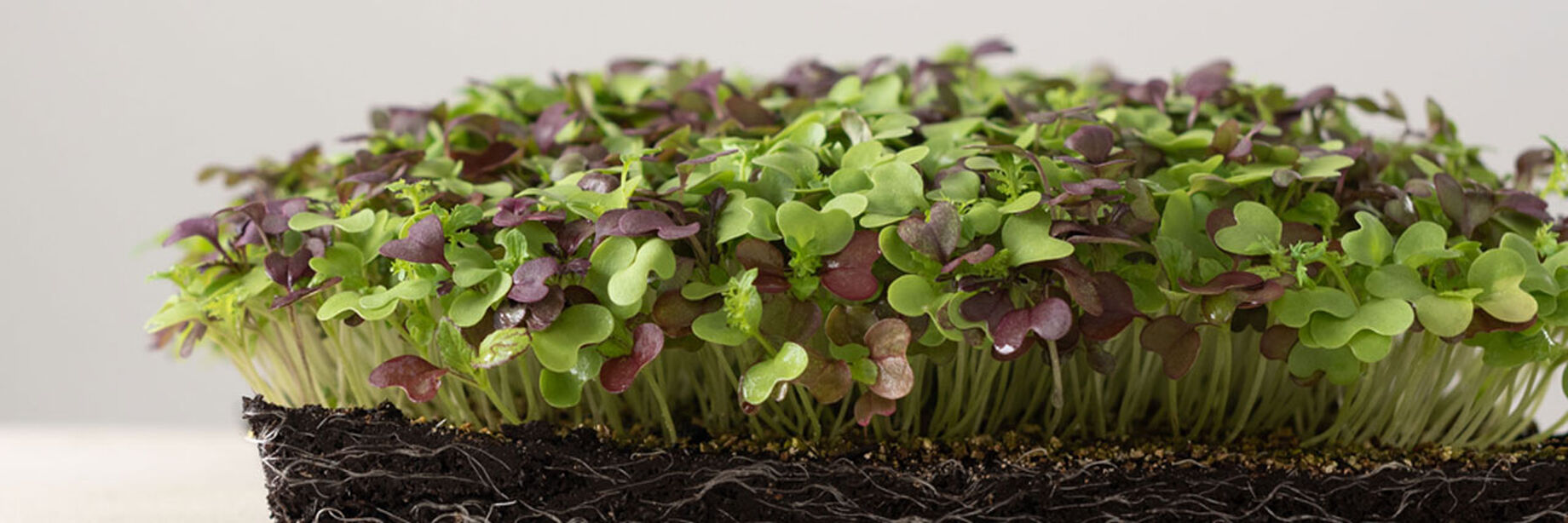 Microgreen Seeds - 100% Guaranteed | Johnny's Selected Seeds