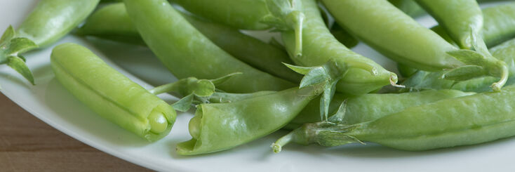 Snap Pea Seeds - Organic Varieties | Johnny's Selected Seeds