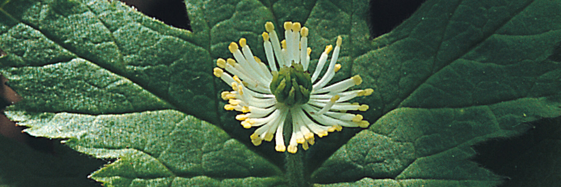 Organic Goldenseal Roots | Johnny's Selected Seeds