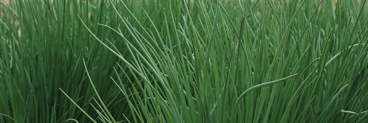 Chive Seeds - Organic Varieties |Johnny's Selected Seeds