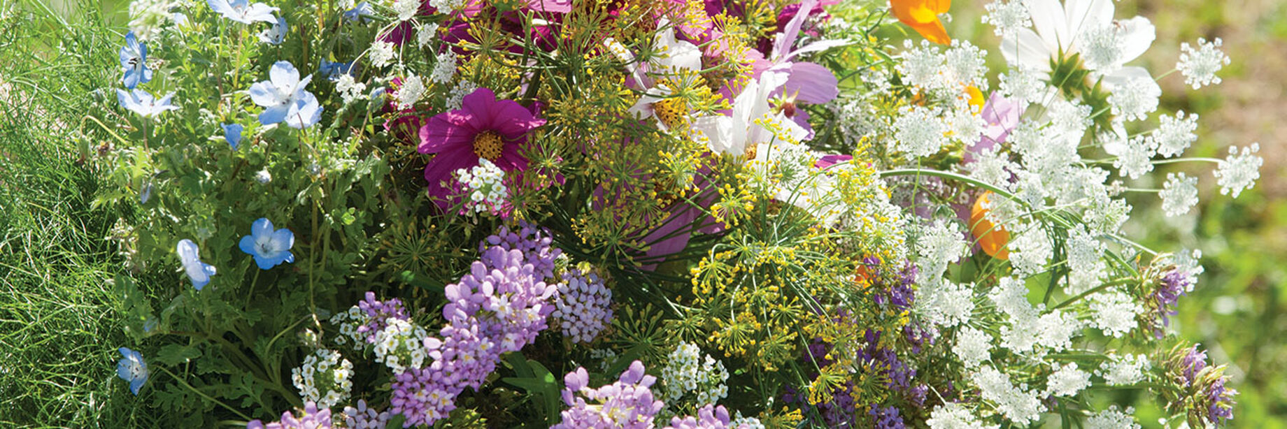 Collections | Johnny's Selected Seeds