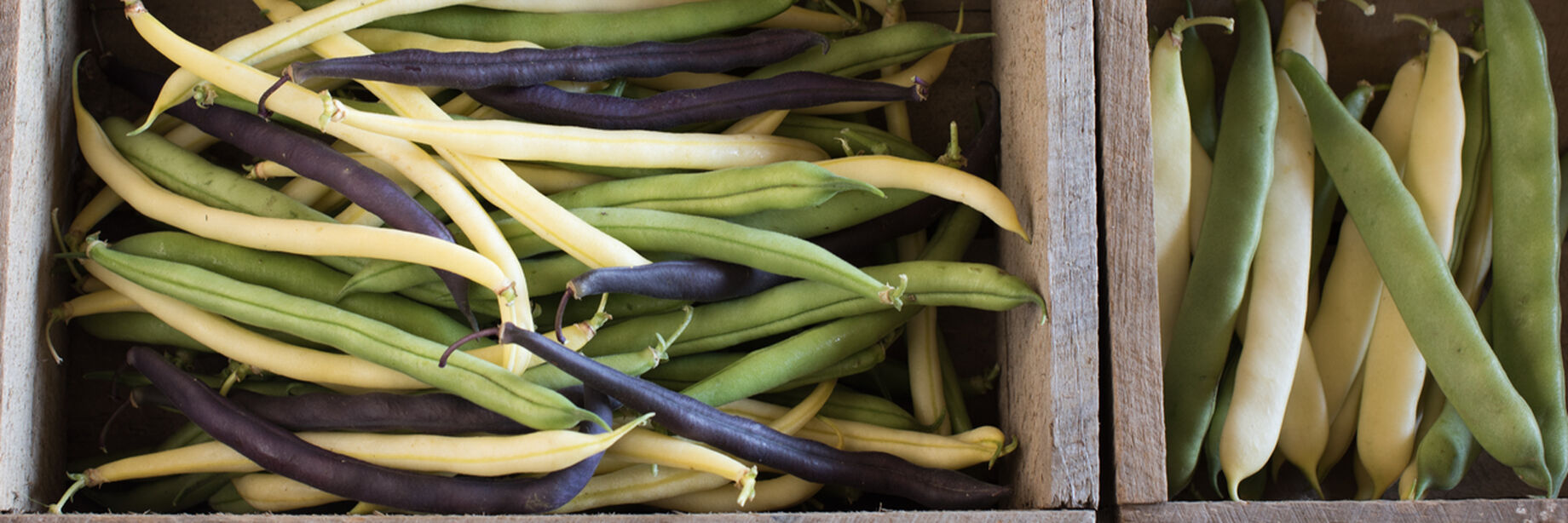 Bean Seeds - Organic & Heirloom Varieties | Johnny's Selected Seeds