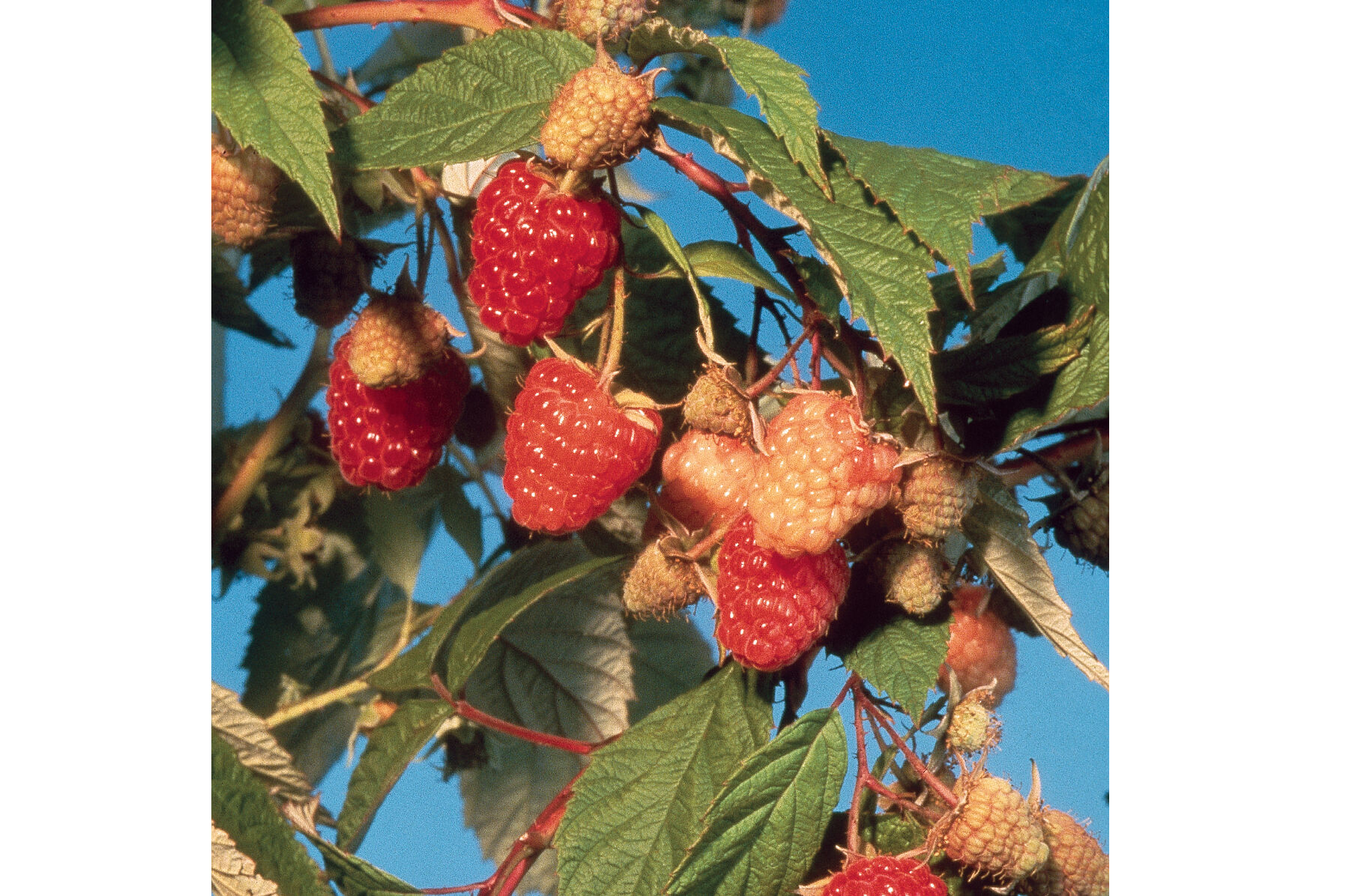 Raspberry Plants - 100% Guaranteed | Johnny's Selected Seeds