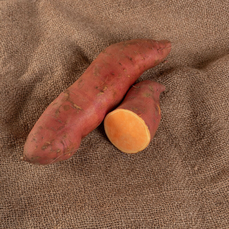 Covington - Organic Sweet Potato Slips | Johnny's Selected Seeds