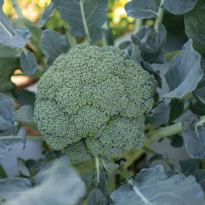 Standard Broccoli Seeds - Organic Varieties | Johnny's Selected Seeds