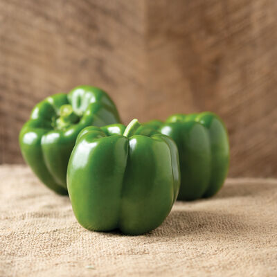 Pepper Seeds - Organic & Heirloom Varieties | Johnny's Selected Seeds