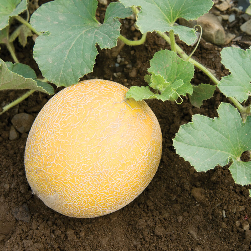 Organic Arava Melon Seeds | Johnny's Selected Seeds