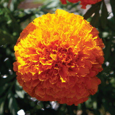 Flower Varieties in Orange Colors | Johnny's Selected Seeds
