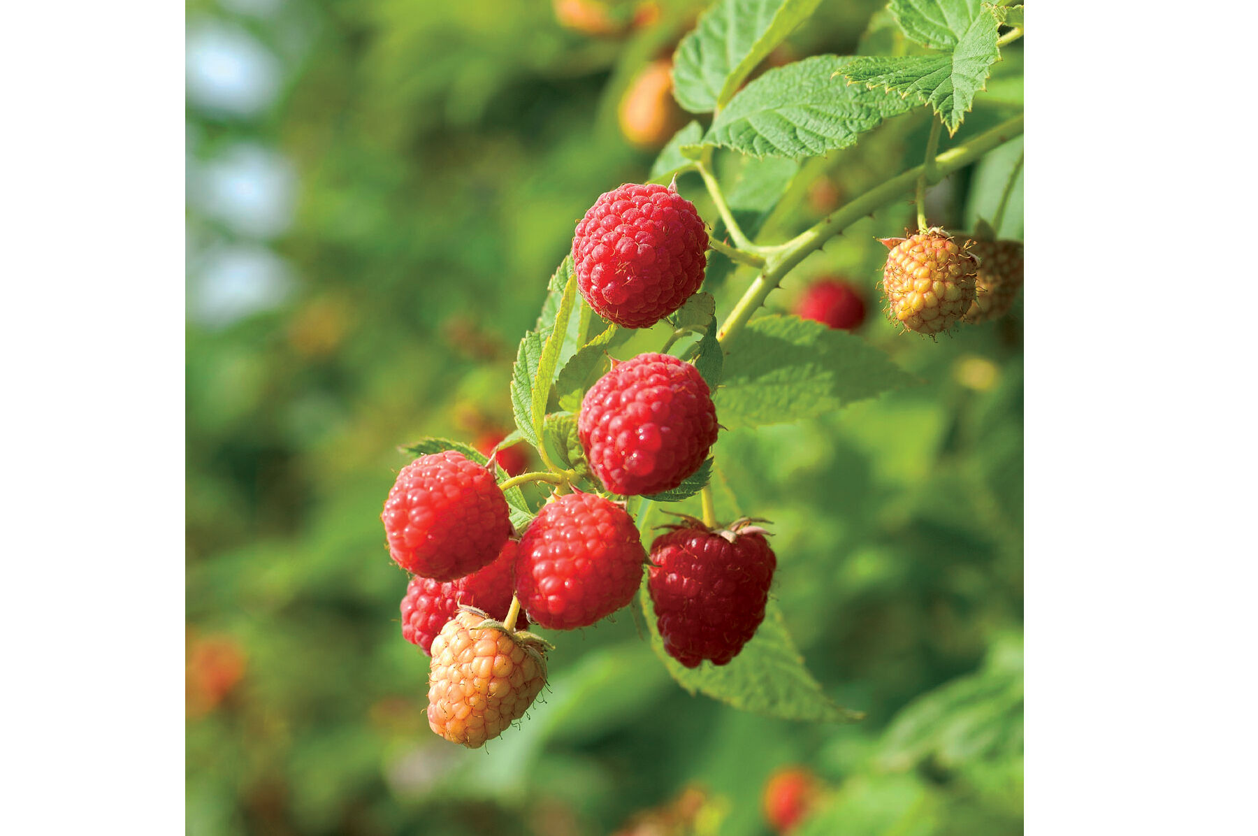 Raspberry Plants | 100% Guaranteed | Johnny's Selected Seeds