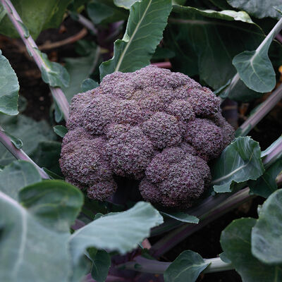 Broccoli Seeds - Organic Varieties | Johnny's Selected Seeds