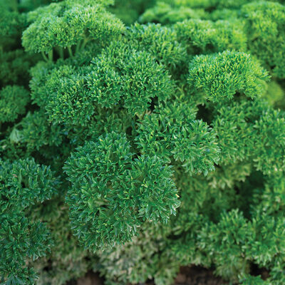 Parsley Seeds - Organic Varieties | Johnny's Selected Seeds