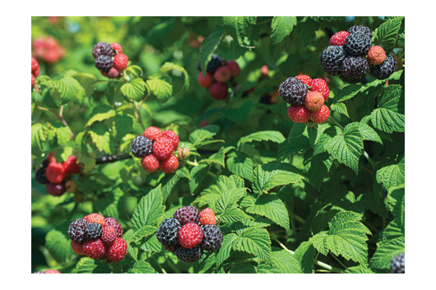 Raspberry Plants - 100% Guaranteed | Johnny's Selected Seeds