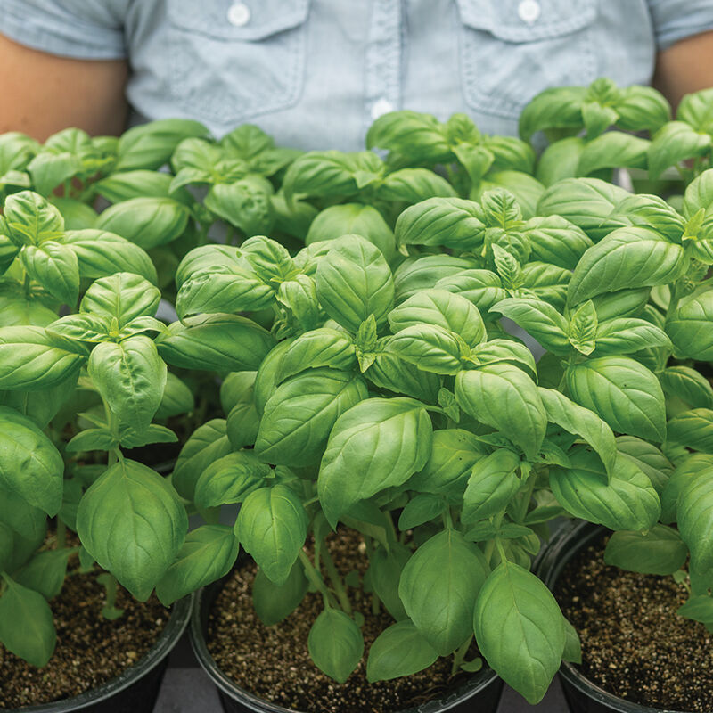 Lihi Prospera® Active DMR - Organic Basil Seed | Johnny's Selected Seeds