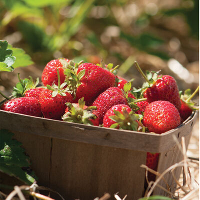 Strawberry Seeds & Strawberry Plants | Johnny's Selected Seeds